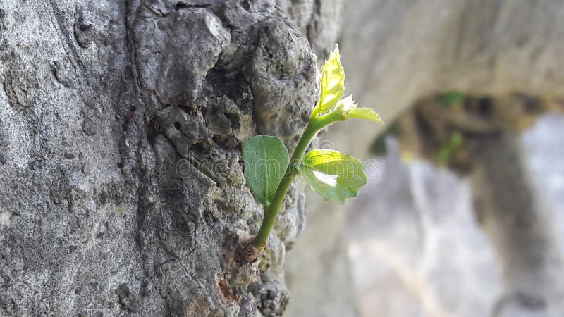 New born branch stock photo. Image of small, branch, leaf - 82292670