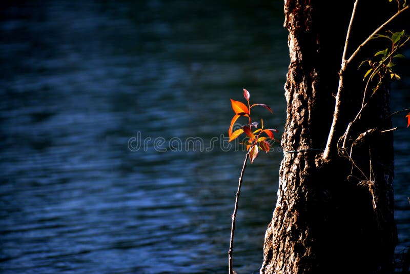 New Born Branch on Pine Tree in Jungle Himachal Pradesh India Stock ...