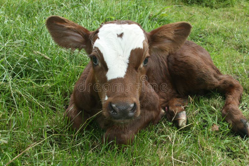 New Born Calf on the Farm stock image. Image of meadow - 111337229