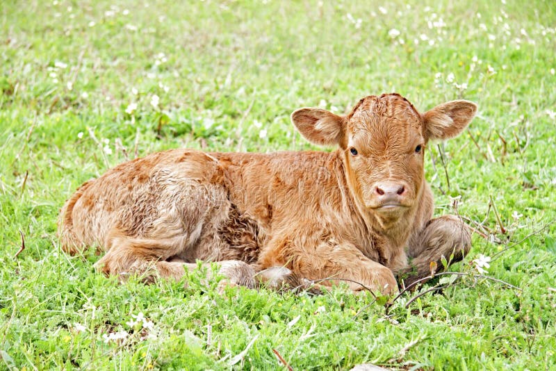 New Born Calf in the Meadow Stock Photo - Image of agriculture, pasture ...