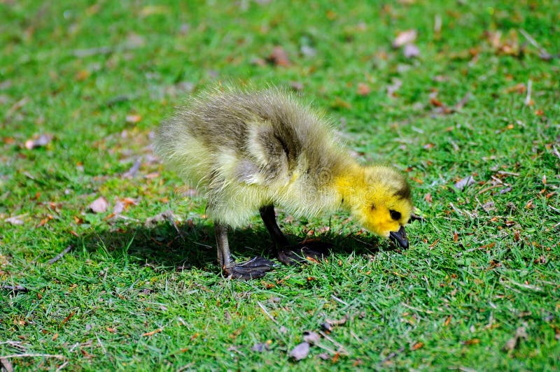 New Born Canada Geese and Their Mother Stock Image - Image of spring ...