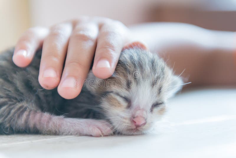 New Born Cat and Little Hand Stock Photo - Image of hair, striped: 53776096