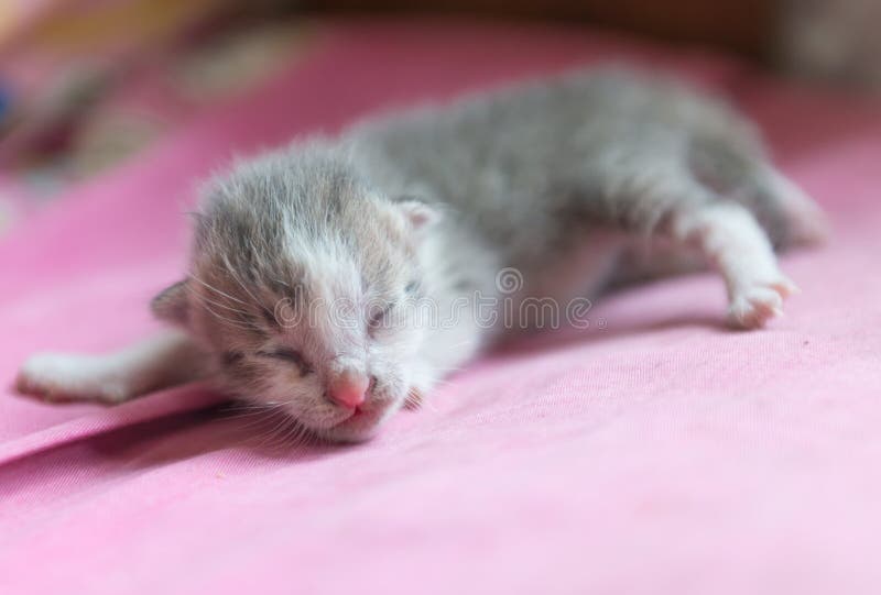 New Born Cat Sleep on Cloth Stock Photo - Image of love, kitten: 53776182
