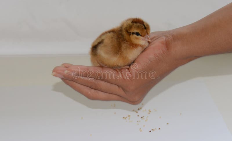 New Born Chick on Hand stock photo. Image of adorable - 56442360