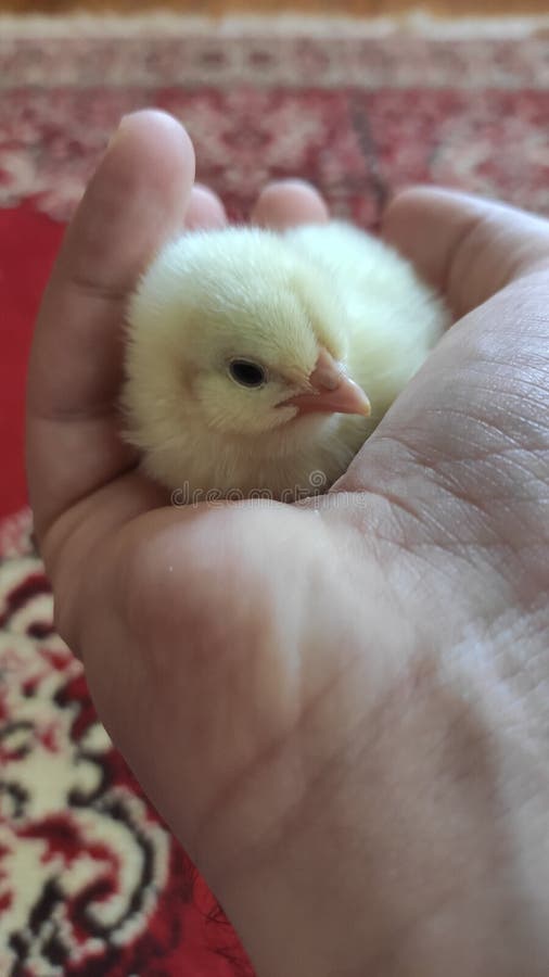 New born chicken stock photo. Image of beak, hand, skin - 190960102