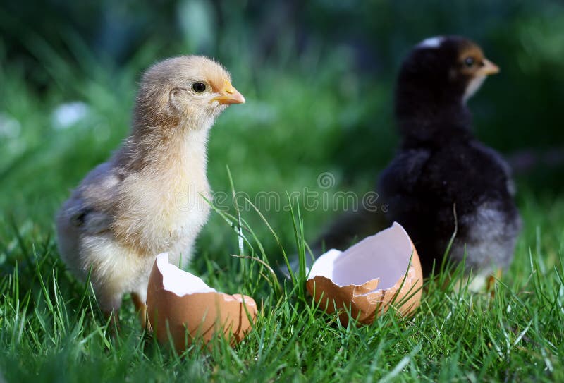 Animals - chickens stock image. Image of creature, feed - 197463