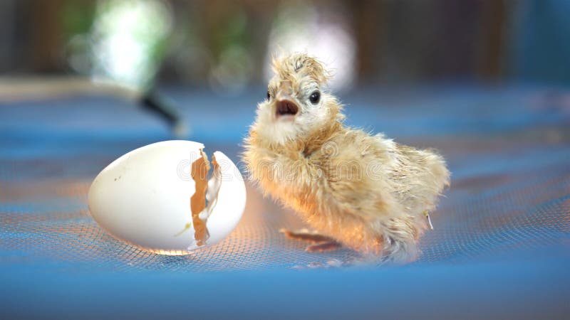 New Born Chicken with Egg Shell New Life Concept Stock Photo - Image of ...