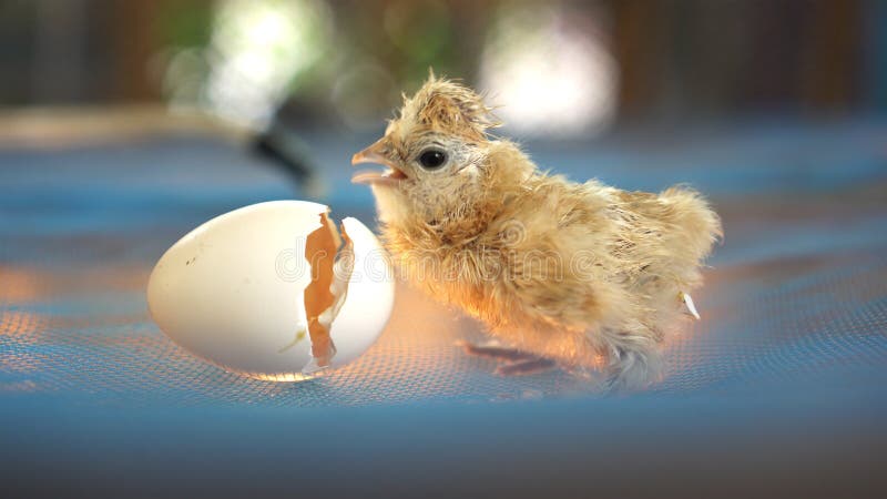 New Born Chicken with Egg Shell New Life Concept Stock Image - Image of ...