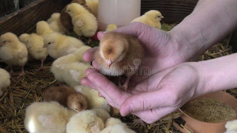 New Born Chicken in the Human Hands Stock Footage - Video of farm ...