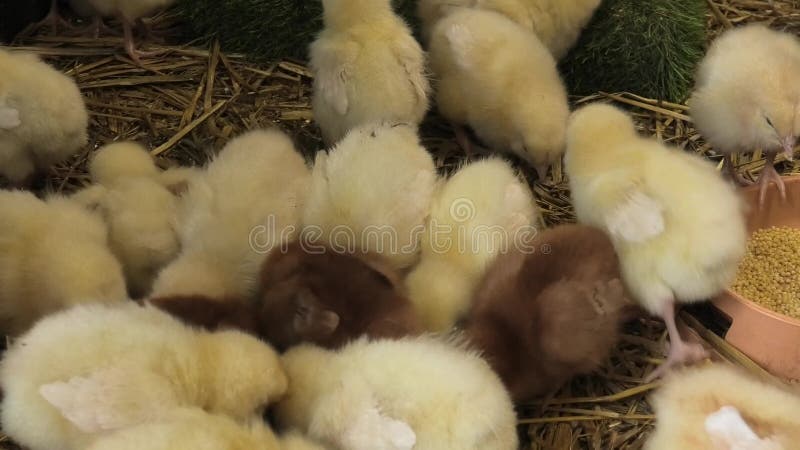 New Born Chickens in a Paddock Stock Footage - Video of agriculture ...
