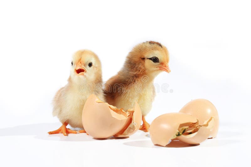 New Born Chicks and Broken Shell Stock Photo - Image of chicken, shell ...