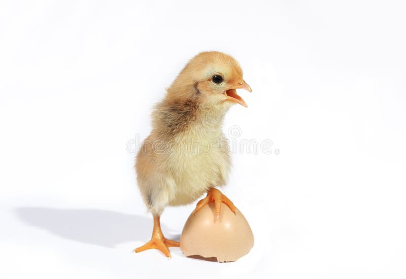 New Born Chicks and Broken Shell Stock Image - Image of step, crack ...