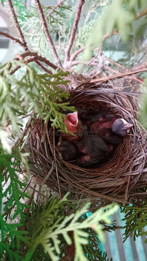 New Born Chicks of Bulblu Bird Stock Photo - Image of bulblu, chicks ...