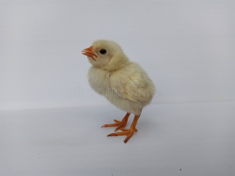 New born chicks stock image. Image of chicken, wing - 195031835