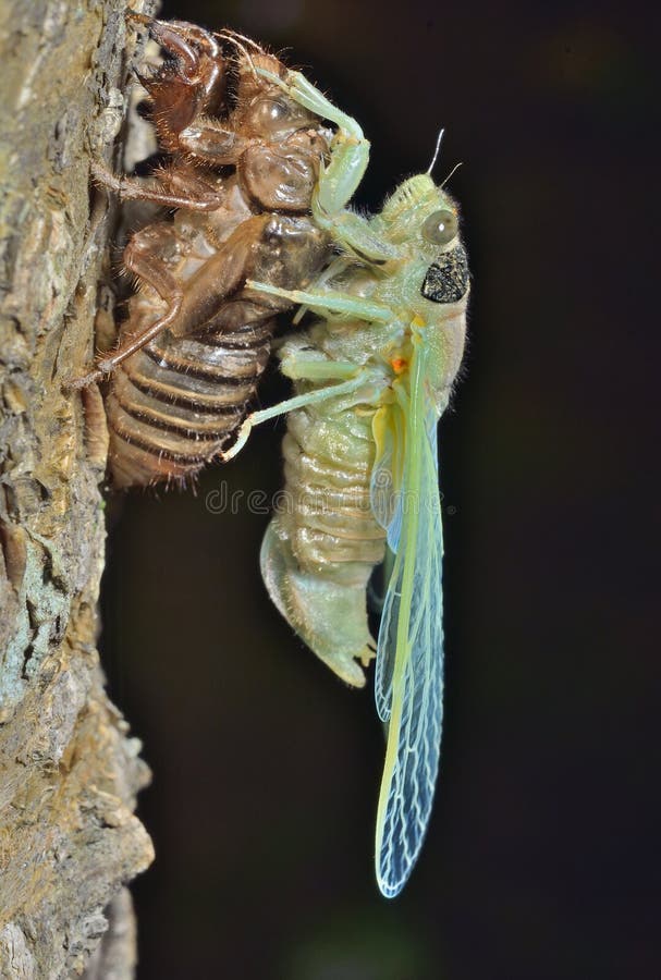New-born cicada 1 stock image. Image of profile, shell - 55123659