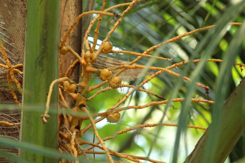 A New Born Coconut Plant beside Rusty Wall Stock Image - Image of wall ...