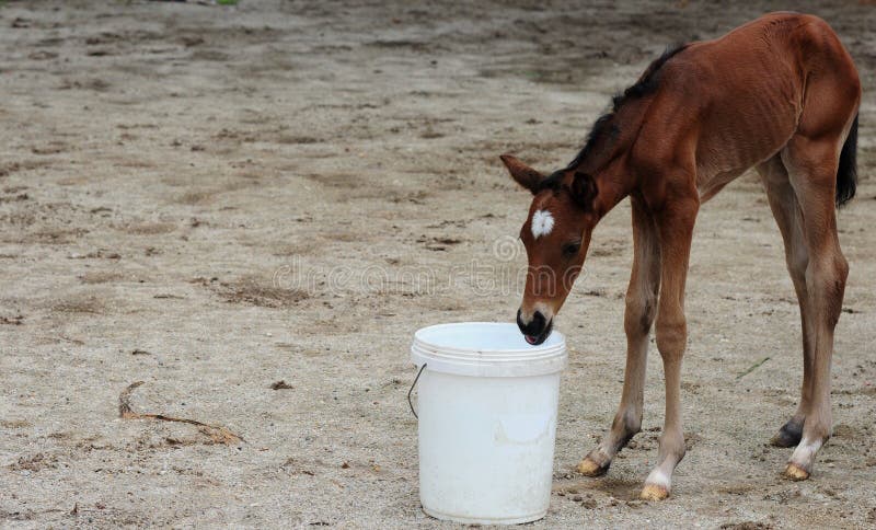 New Born Colt stock photo. Image of born, farm, horse - 34740502