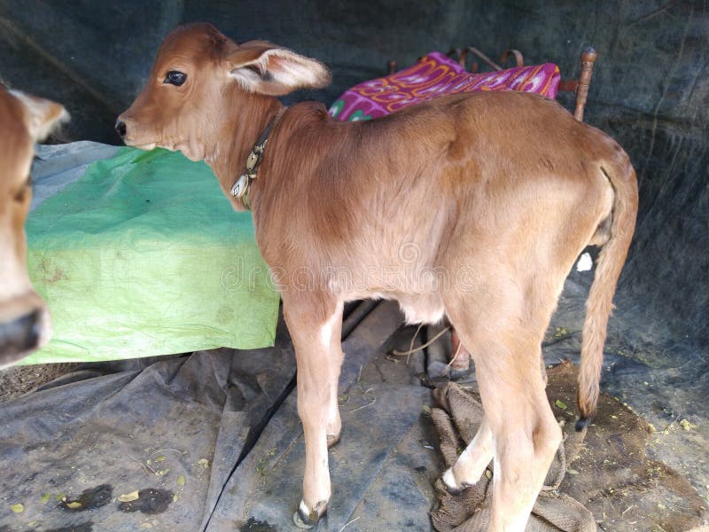 Newborn Baby Cow