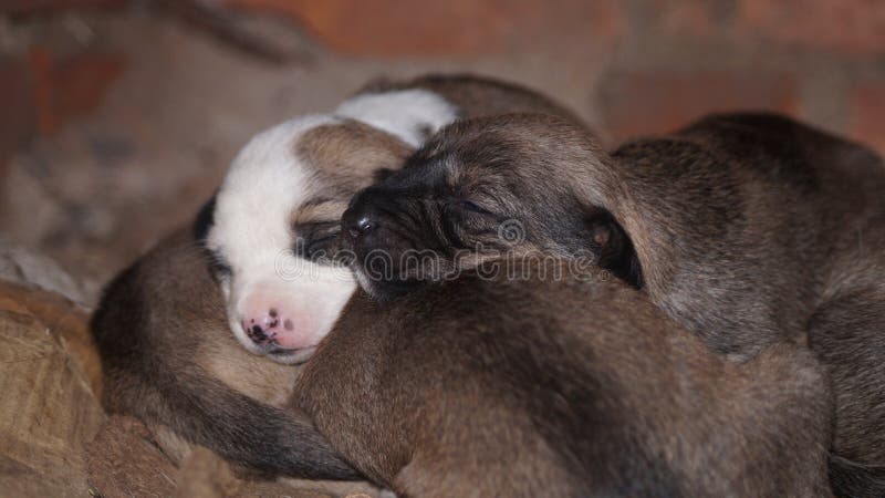 New born dogs stock image. Image of pets, puppies, newborn - 255333381