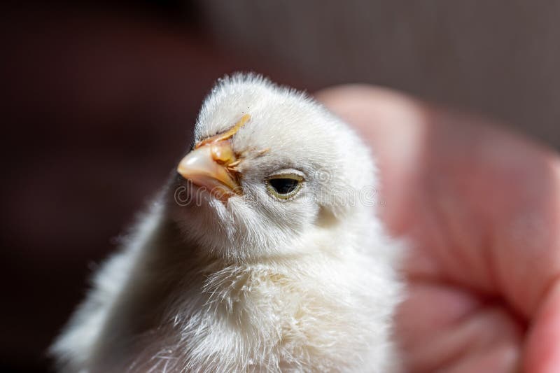 New Born Dry Fluffy Chicken in a Hand Stock Photo - Image of nature ...