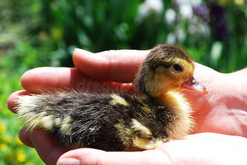 A New-born Duckling is Warmed by Sunbeams Stock Photo - Image of ...