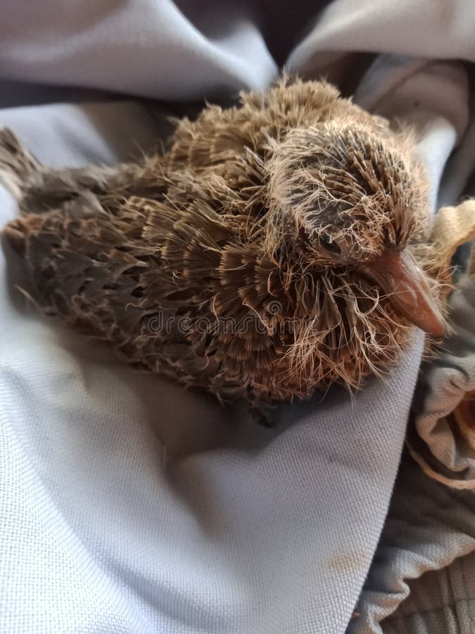 New born fire dove stock image. Image of born, flower - 244217673