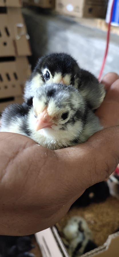 New born stock photo. Image of chicken, hach, born - 261673172