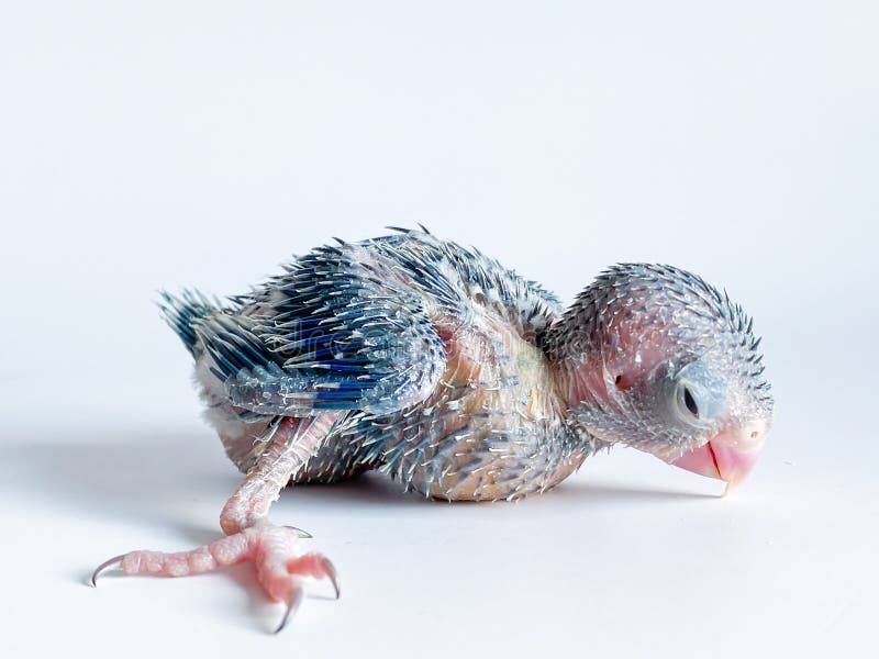New Born Forpus Parrot Bird on the Background Stock Photo - Image of ...