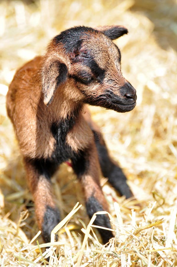 New born goat stock image. Image of pelt, husbandry, hircus - 48607059