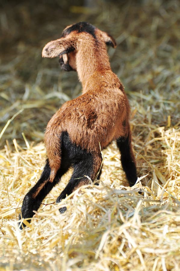New born goat stock image. Image of pelt, husbandry, hircus - 48607059