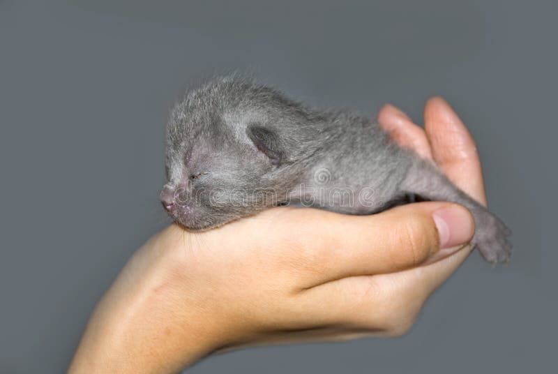 New-born kitten stock photo. Image of milk, claw, stretching - 11192096