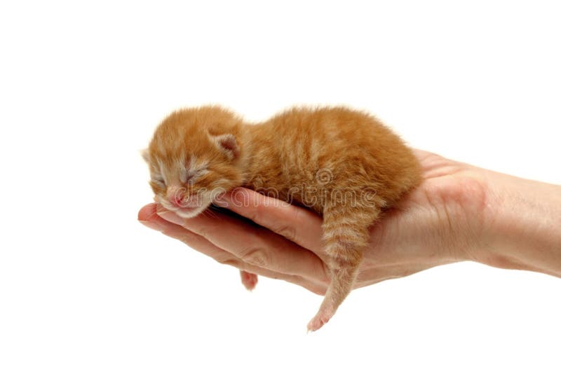 The kitten on hand closeup stock image. Image of animals - 88459799