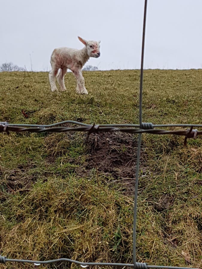 Spring lamb stock photo. Image of spring, born, lamb - 125965026