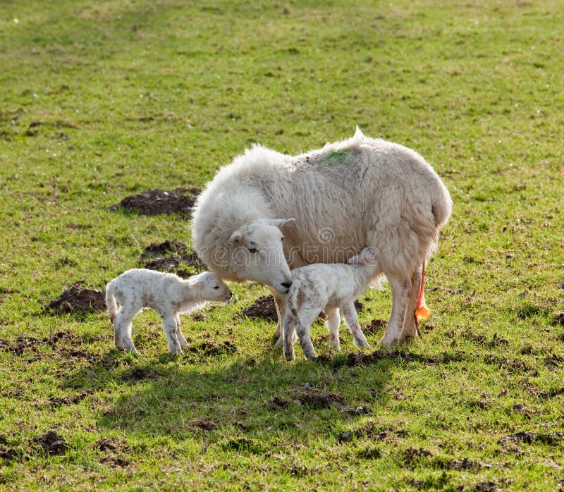 New Born Lamb Twins with Mother Stock Photo - Image of baby, field ...