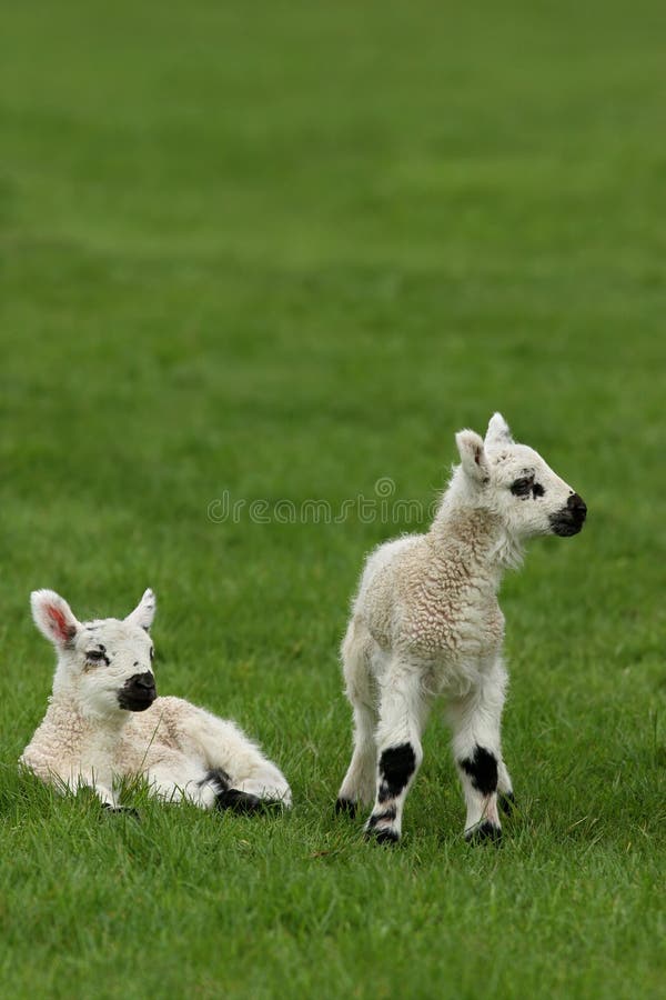 New Born Lambs stock image. Image of offspring, black - 1776181