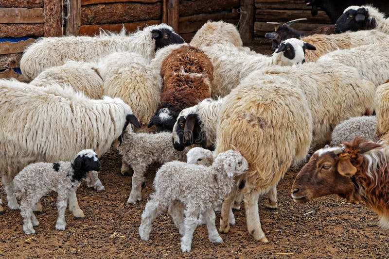 New born lambs stock photo. Image of snow, sheep, baby - 181547214
