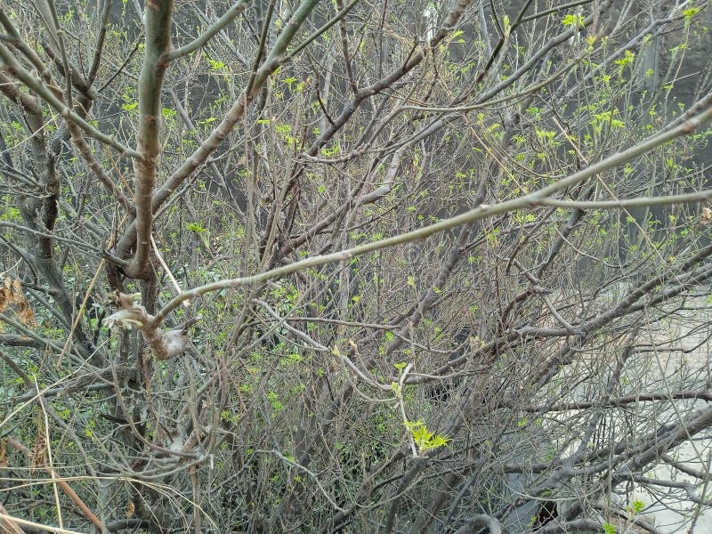 New Born Leaves on Branches of a Tree Stock Image - Image of hope ...
