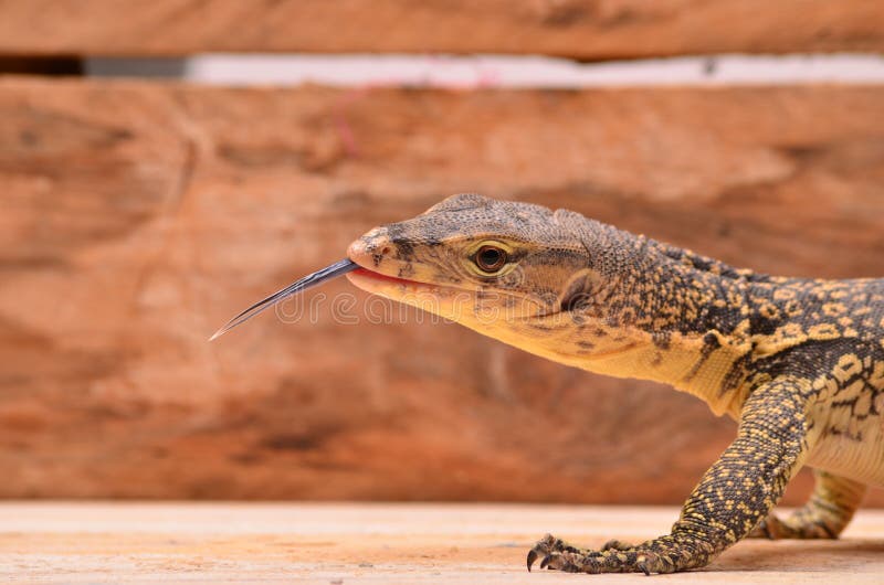 New born lizard stock image. Image of animals, comfortable - 70077895