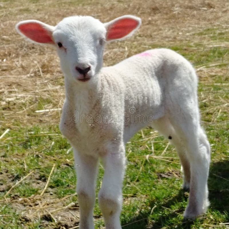 Born lamb stock photo. Image of baby, small, little, wool - 48698006