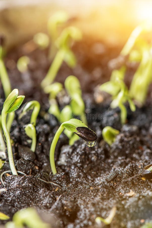 New Born of Plant and Tree. Growth and Fresh Stock Image - Image of ...