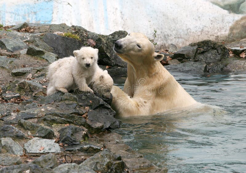 New born polar bears editorial stock photo. Image of feeding - 4572368