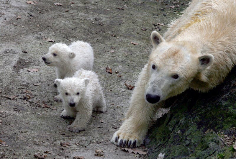 New born polar bears editorial photo. Image of small, frigid - 4583866