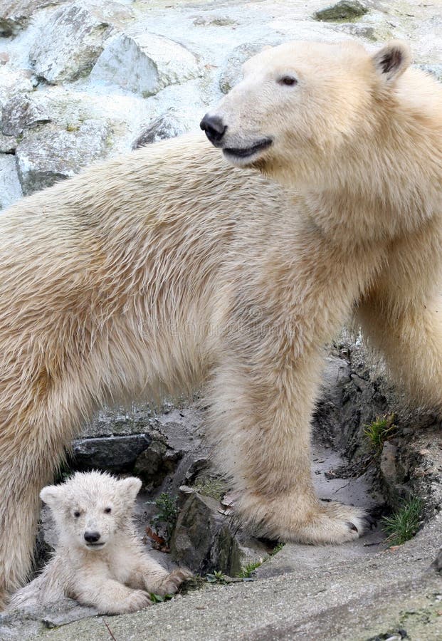 New born polar bears editorial photo. Image of sniffing - 4584116