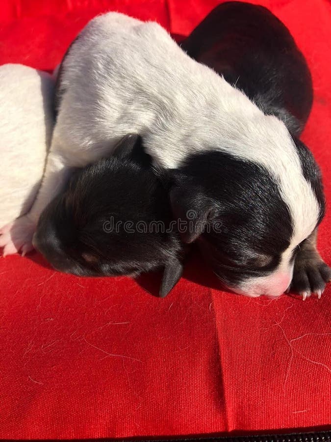 New born puppies stock image. Image of snout, terrier - 210077077