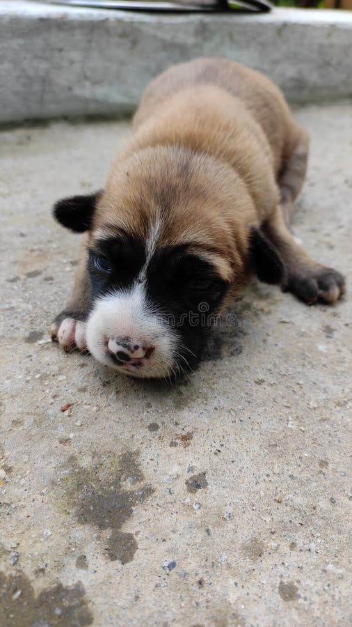 A new born puppy. stock image. Image of born, puppy - 242138061