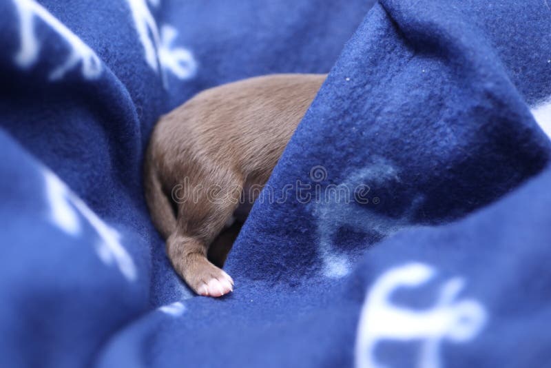 New born puppy stock photo. Image of pedigree, care - 239630518