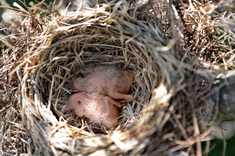 New Born Robin Birds stock photo. Image of nest, wild - 49640488