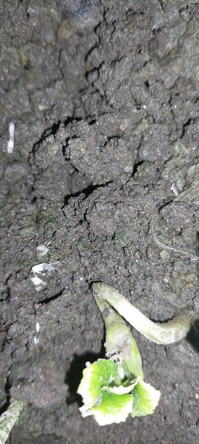 New Born Small Tree Green Light Soil Stock Image - Image of soil ...