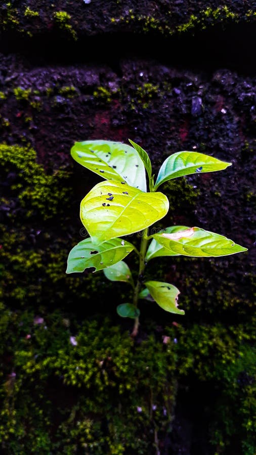 New born tree. stock photo. Image of plant, tree, born - 199831678