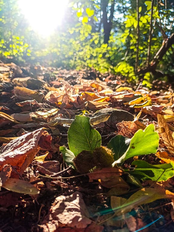 New born tree stock image. Image of wilderness, jungle - 258069751